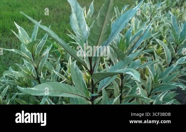 Gendarussa variegata justicia variegata ornamental Stock Videos ...
