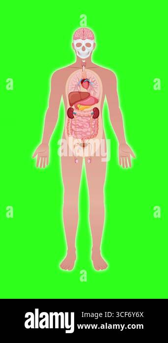A medical animation transitions from a full human body to internal ...
