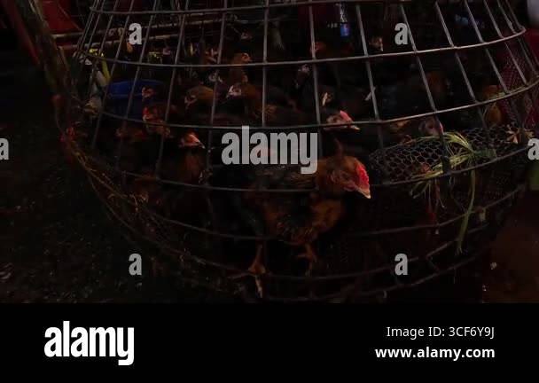 Chickens moving inside a circular wire cage Stock Video Footage - Alamy