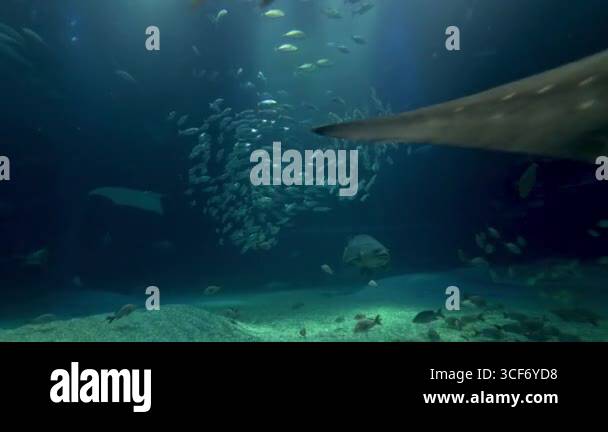 Shark swimming among fish in Stock Videos & Footage - HD and 4K Video ...
