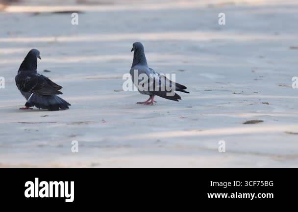 Sequence of pigeons walking and turning around Stock Video Footage - Alamy