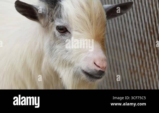 Various angles of a goat's head and face Stock Video Footage - Alamy