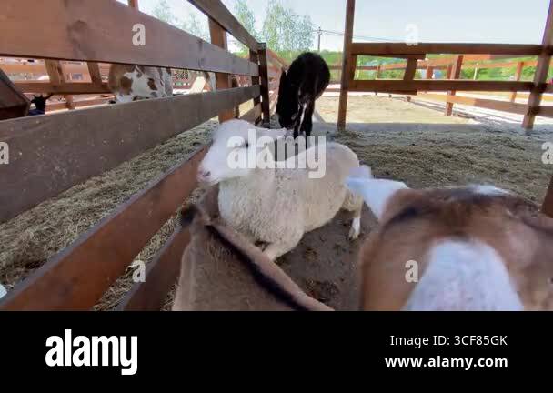 Friendly life of animals on the farm, an aggressive donkey chases a ...