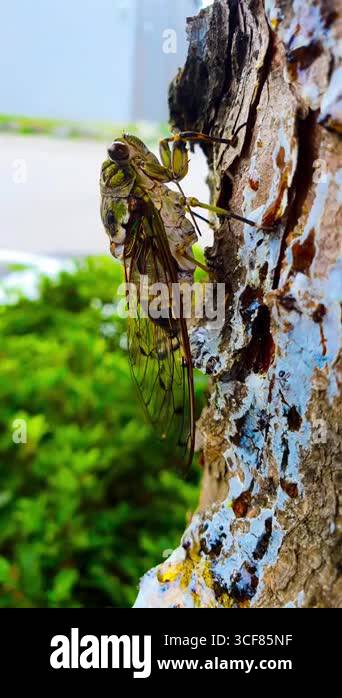 A cicada sits on a tree on hot summer day, closeup shot. Slow motion ...