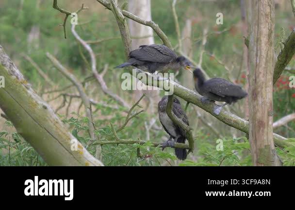 Adolescent cormorants are fighting on a branch Stock Video Footage - Alamy