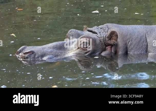 The common hippopotamus portrait. Hippopotamus amphibius. Hippo Stock ...
