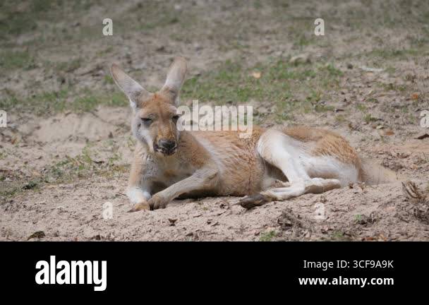 The red kangaroo. Macropus rufus Stock Video Footage - Alamy