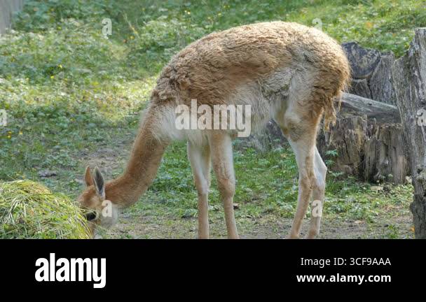The vicuna. Vicugna vicugna. Animals Stock Video Footage - Alamy