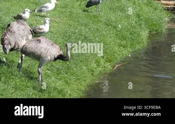 Flock of the Greater Rheas (Rhea Americana) drink water Stock Video ...