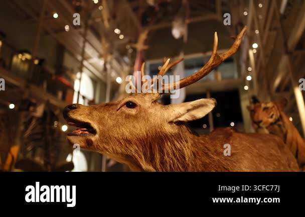 Schomburgk's deer display in National Museum of Scotland Stock Video ...