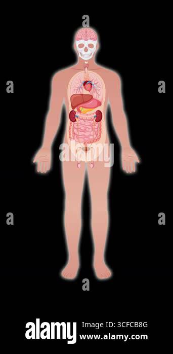 Animation transitions from a full human silhouette to a detailed ...