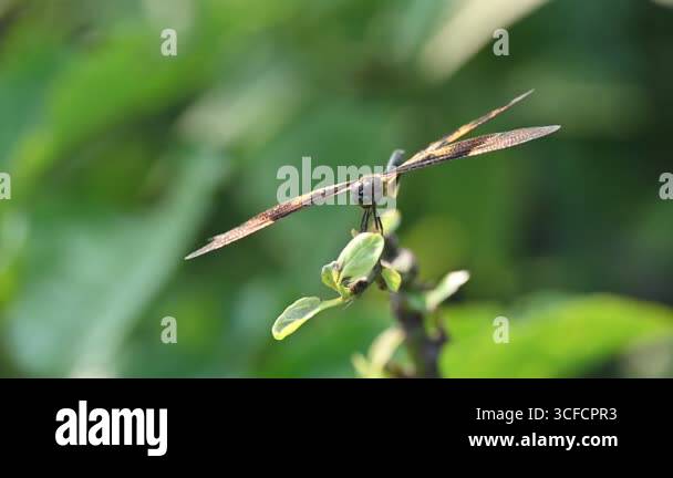 Rhyothemis variegata dragonfly. Its common names common picture wing ...