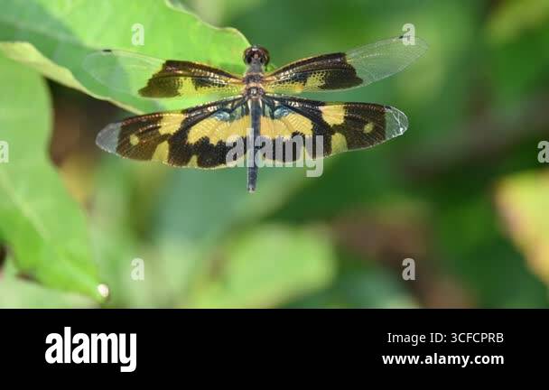 Rhyothemis variegata dragonfly. Its common names common picture wing ...