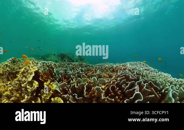 Underwater coral reef landscape. Marine protected area Stock Video ...