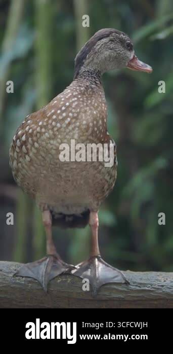 A vibrant duck perches on a log amid green foliage, showcasing its ...