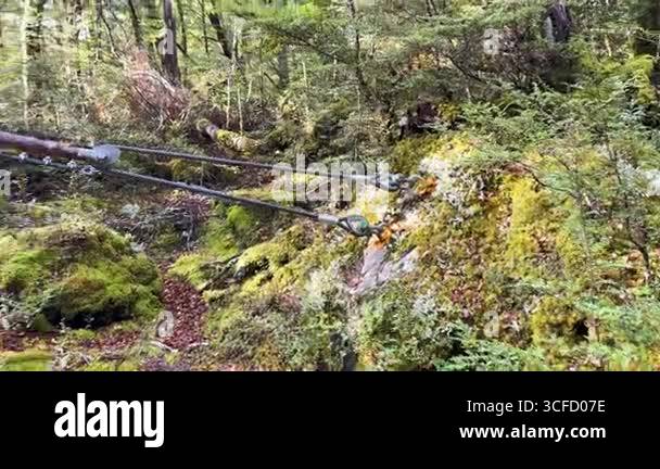 A serene walk across a cable bridge in lush, mossy forest with soft ...