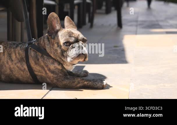 Relaxed dog enjoys warm sun Stock Videos & Footage - HD and 4K Video ...