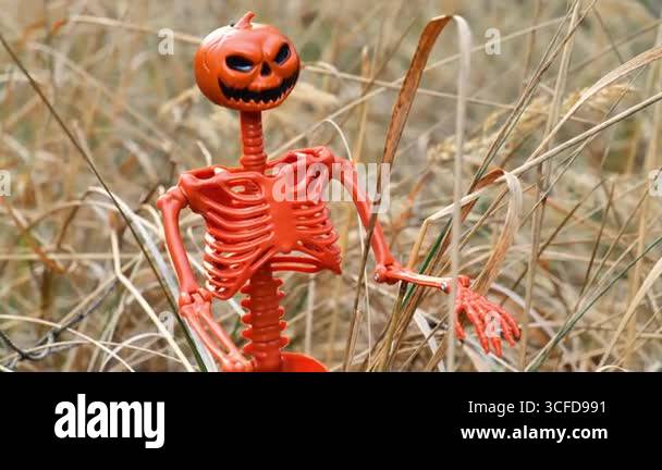 halloween skeleton. Orange skeleton figurine in a cereal flower bed. Spooky decor for autumn ...