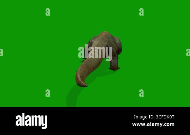 3d rendering green lizard Stock Videos & Footage - HD and 4K Video ...