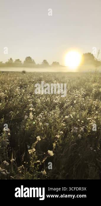 Golden morning fog embraces wildflowers at sunrise in harmony Stock ...