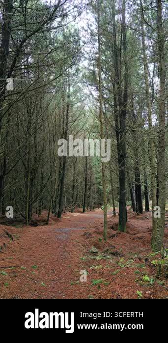 Strong wind bends trees in County Donegal, Ireland Stock Video Footage ...