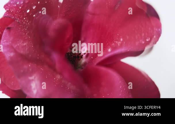 Rose flower. Wet petals. Defocused red color nature water liquid lens ...