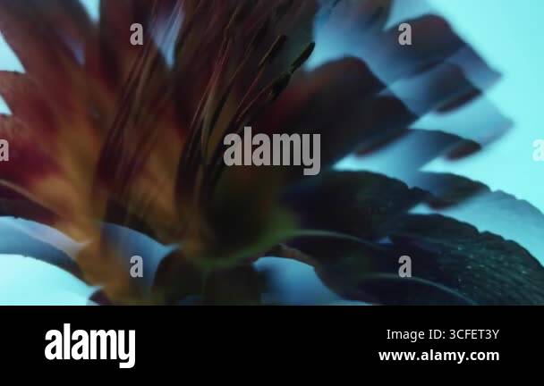 Liquid floral. Flare nature. Defocused red purple neon color lily ...