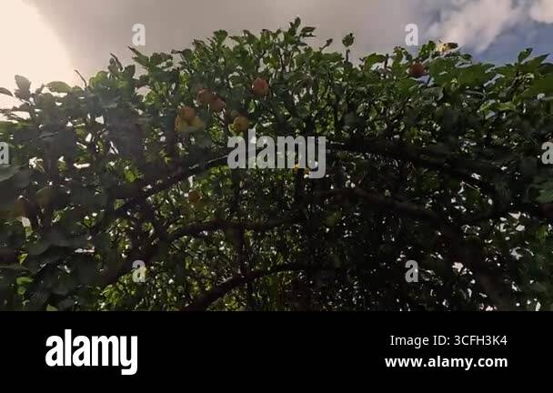 Person walking through lush apple tree archway Stock Video Footage - Alamy