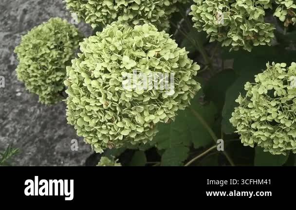green hydrangea. Summer White Hydrangea in the morning light. Bright ...
