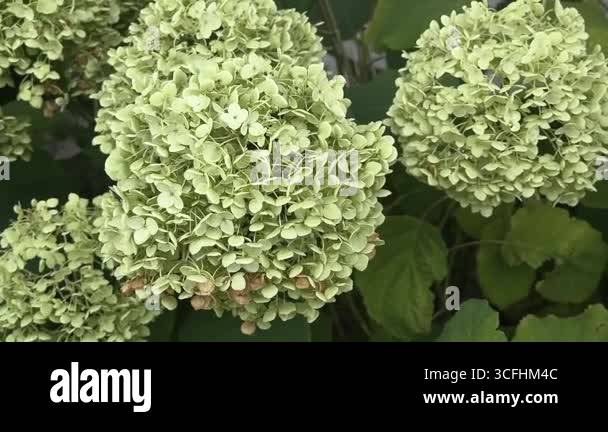green hydrangea. Summer White Hydrangea in the morning light. Bright ...