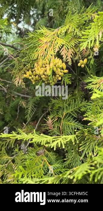 thuja blossoms. Beautiful young green thuja branch in the park. A ...