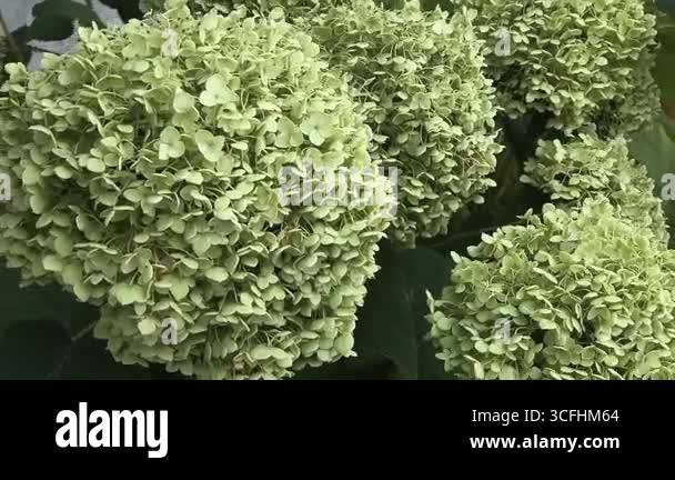 green hydrangea. Summer White Hydrangea in the morning light. Bright ...