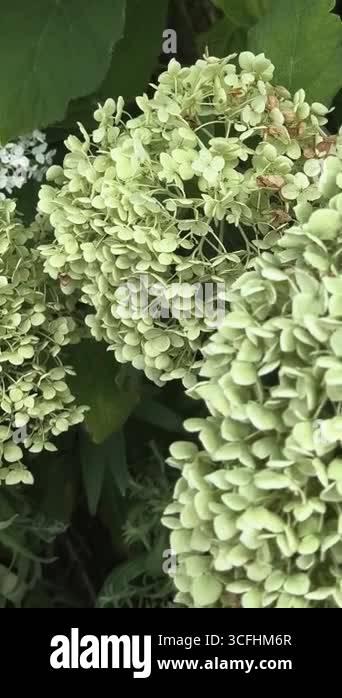 green hydrangea. Summer White Hydrangea in the morning light. Bright ...