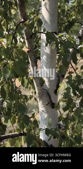 trunk and branches of birch. birch tree. white bark of tree. branches ...
