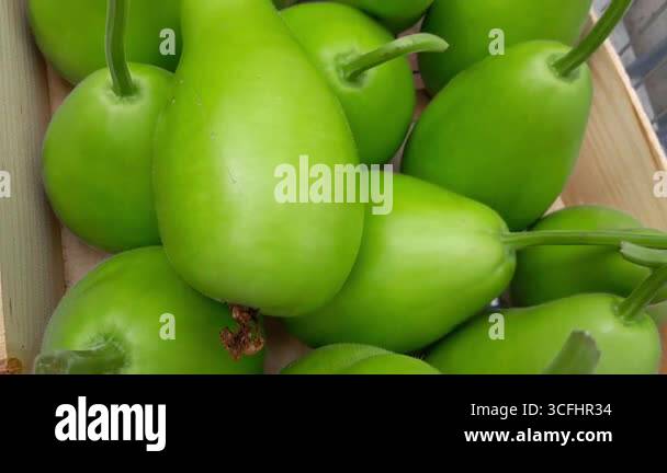 Bottle gourd vegetables video footage. Calabash green vegetable healthy ...