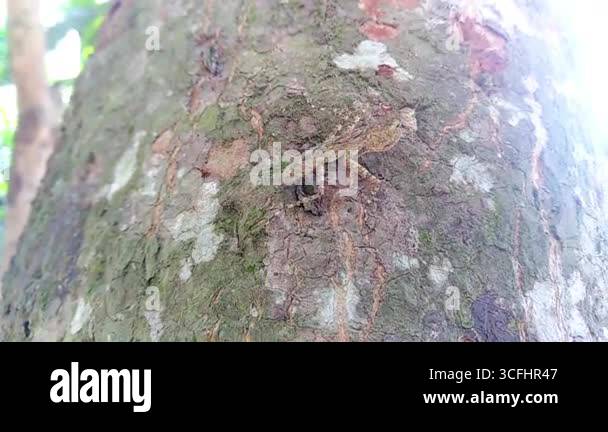 Insect mantodea in nature Stock Videos & Footage - HD and 4K Video ...