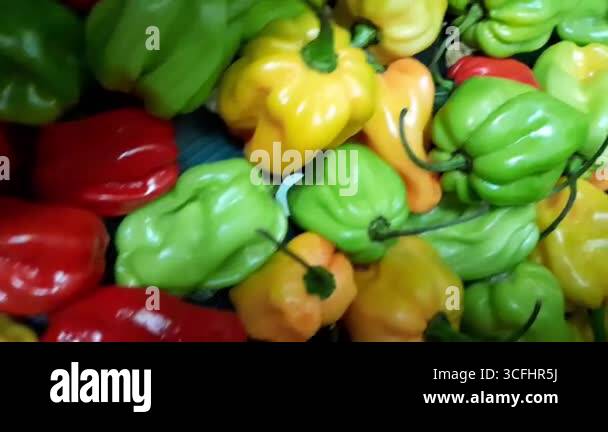 Naga morich plant Stock Videos & Footage - HD and 4K Video Clips - Alamy
