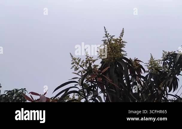 Mango flower bud with bark and leaves. Mango tropical fruit plant and ...