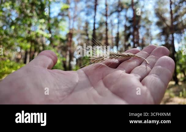 cannabis in hand. Agronomist examining development of industrial hemp ...