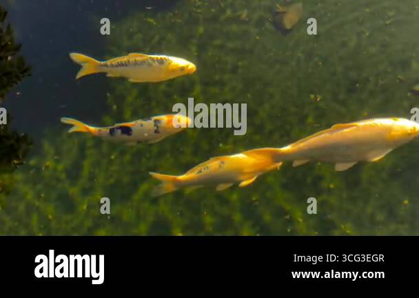 Goldfish Swimming in a Serene Water Pond - Beautiful and Colorful ...