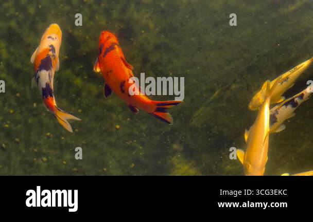 Beautiful Goldfish Swimming in a Serene Water Pond. Colorful Aquatic ...