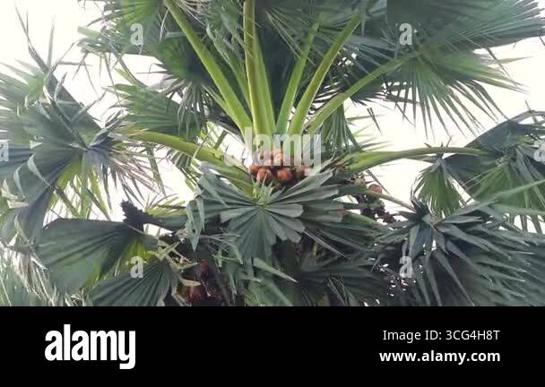 Ripe palms(Borassus flabellifer) are hanging on female palm trees ...