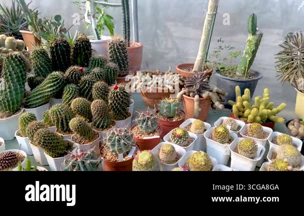 A vibrant display of diverse cacti in a greenhouse at Khlong Lat Mayom ...