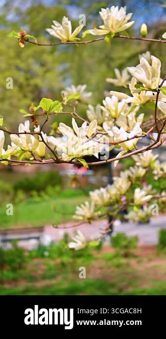 Spring magnolias in NYC. Blooming magnolia flowers create a beautiful ...
