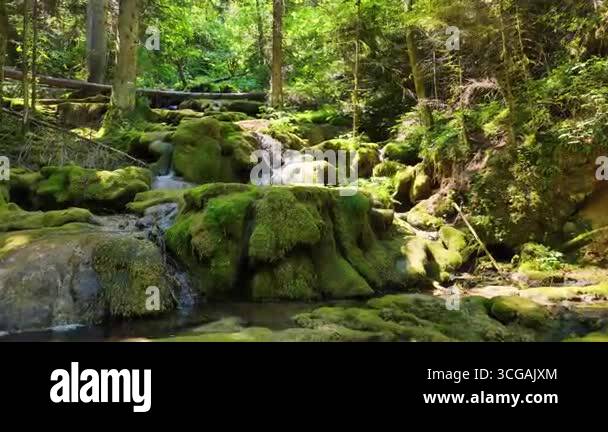 Pristine forest spring with crystal-clear water flowing gently over ...