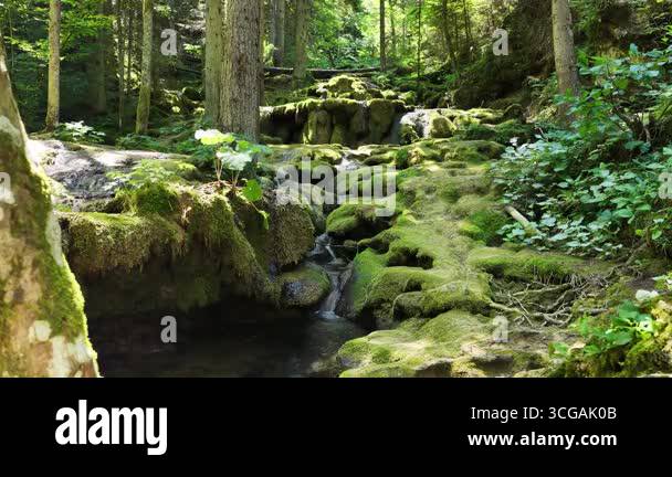 Static forest stream flowing gently over moss-covered rocks surrounded ...