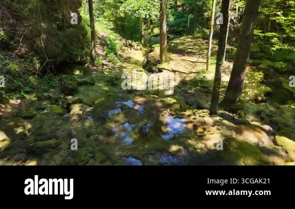 Shallow clear stream winding through a mossy forest floor, sunlight ...