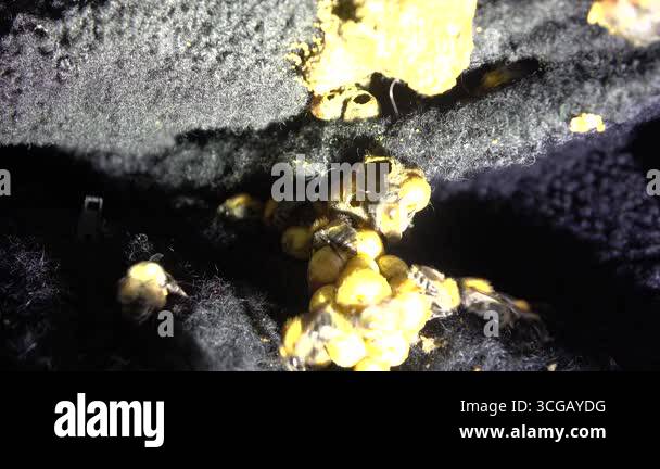 A close-up macro photograph captures several fuzzy bumblebees clustered ...