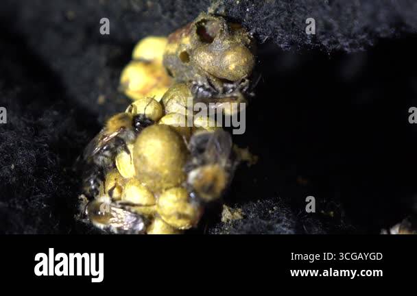 A close-up macro photograph captures several fuzzy bumblebees clustered ...