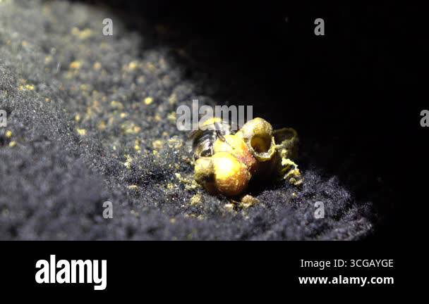 A close-up macro photograph captures several fuzzy bumblebees clustered ...